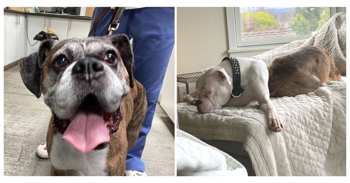 Boxers Left at Home After Owner Passes; Rescuers Race To Find Foster ...