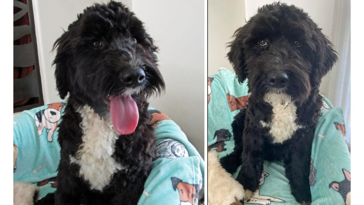Willy up for Adoption - Rocky Kanaka
