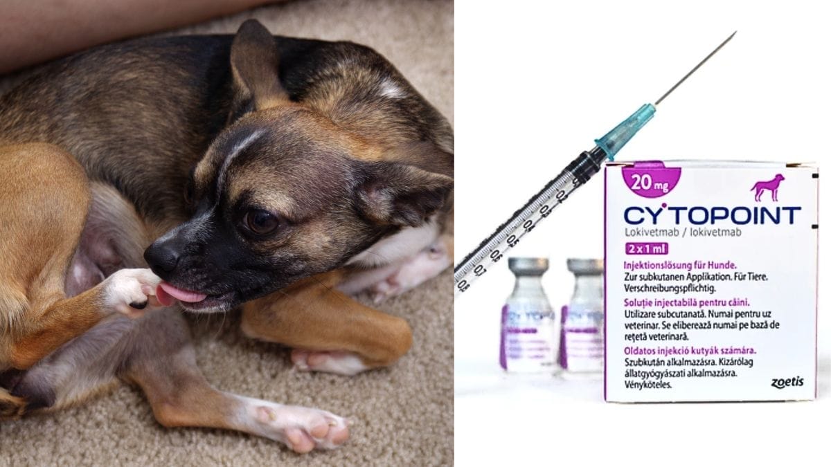 How Cytopoint Ended My Dog's Misery and Stopped Her Constant Paw ...