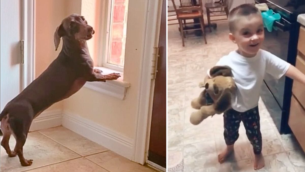 One Good Reason You Should Show Your Kids The “Can I Pet That Dog ...