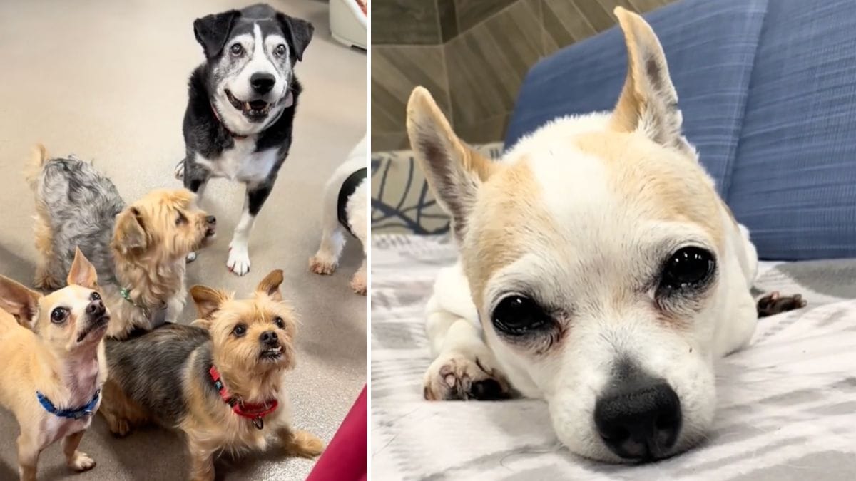 These Forgotten Senior Dogs Stole Our Hearts - Now They Need Homes ...