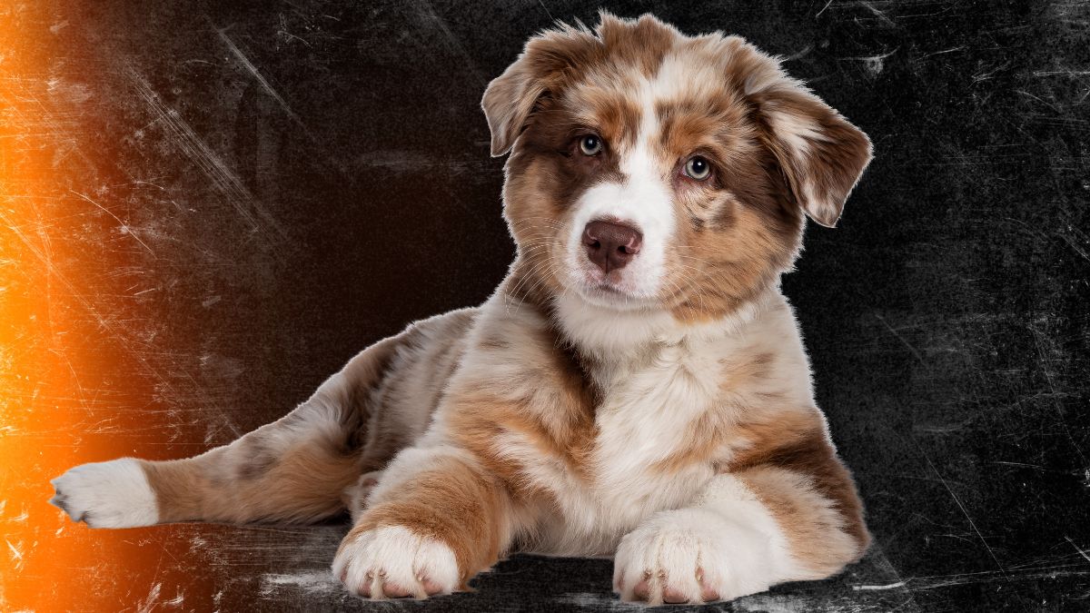 Top 100 Vintage Dog Names & Classic Dog Names for Your Furry Friend ...
