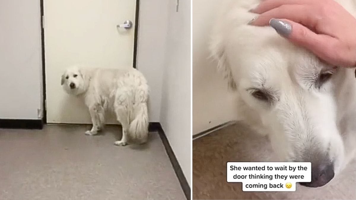 Majestic Dog Waits at the Shelter Door Every Day—Still Hoping Her ...