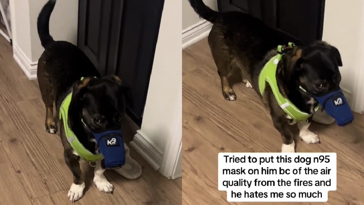 LA Wildfires Forced This Dog to Wear a N95 Mask—And He’s Not Having It ...