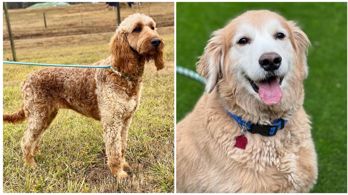 Kiss Me, I'm Adoptable! These 9 Dogs With Hearts of Gold Are Waiting ...