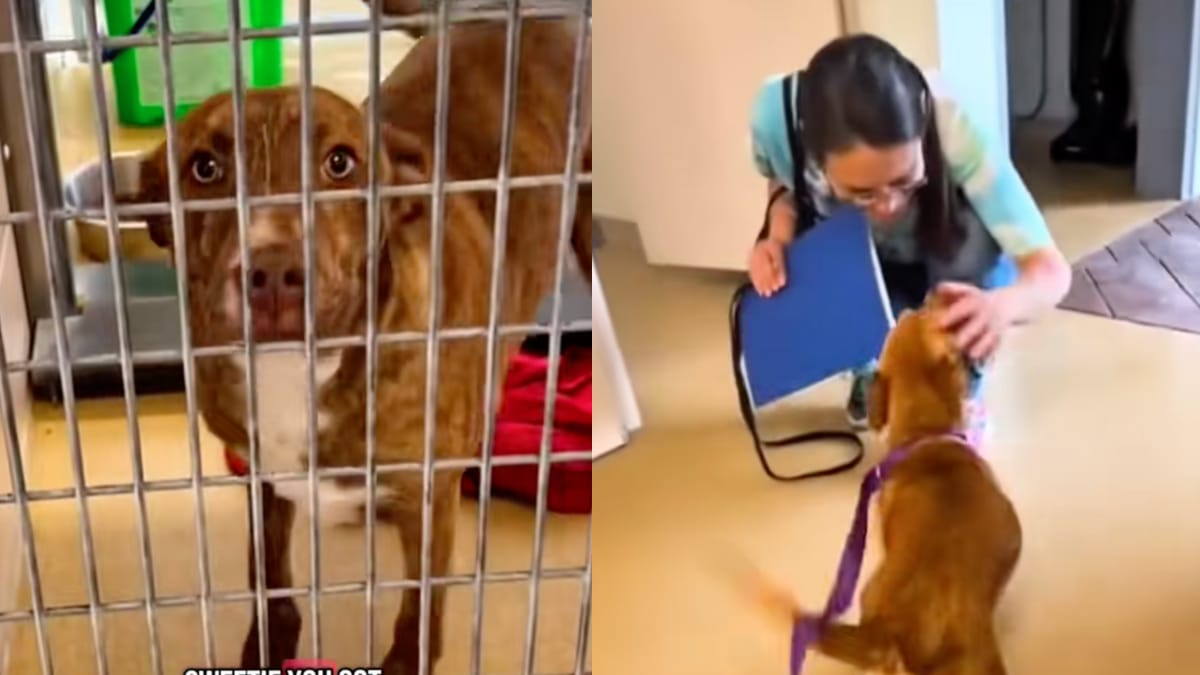 The Moment This Shelter Dog Learns He's Been Adopted Will Melt Your ...