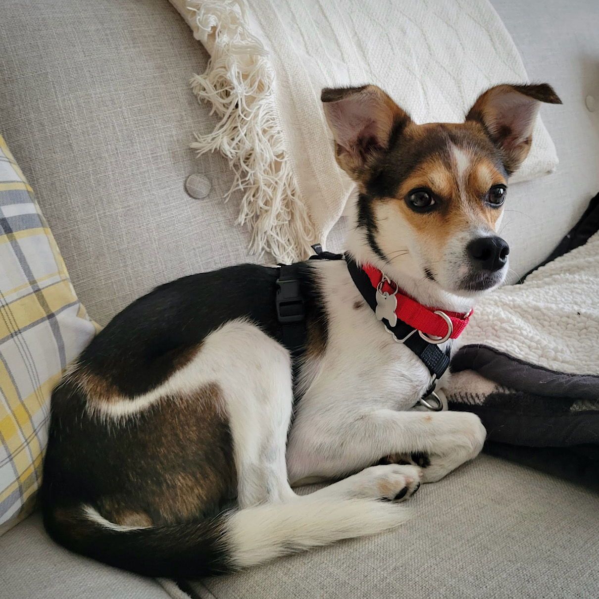 Ready for Adventure? Meet Cooper—Your Playful and Loyal Sidekick ...