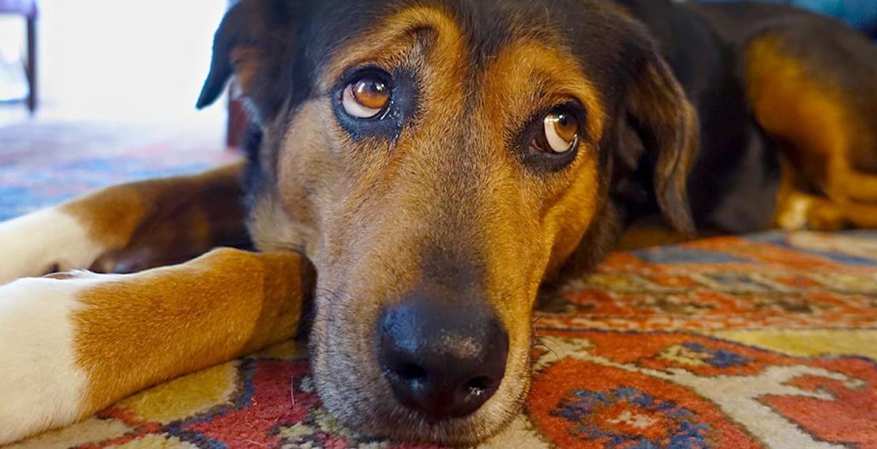 Can Dogs Feel Grief Like Humans? New Study Answers the Question - Rocky ...