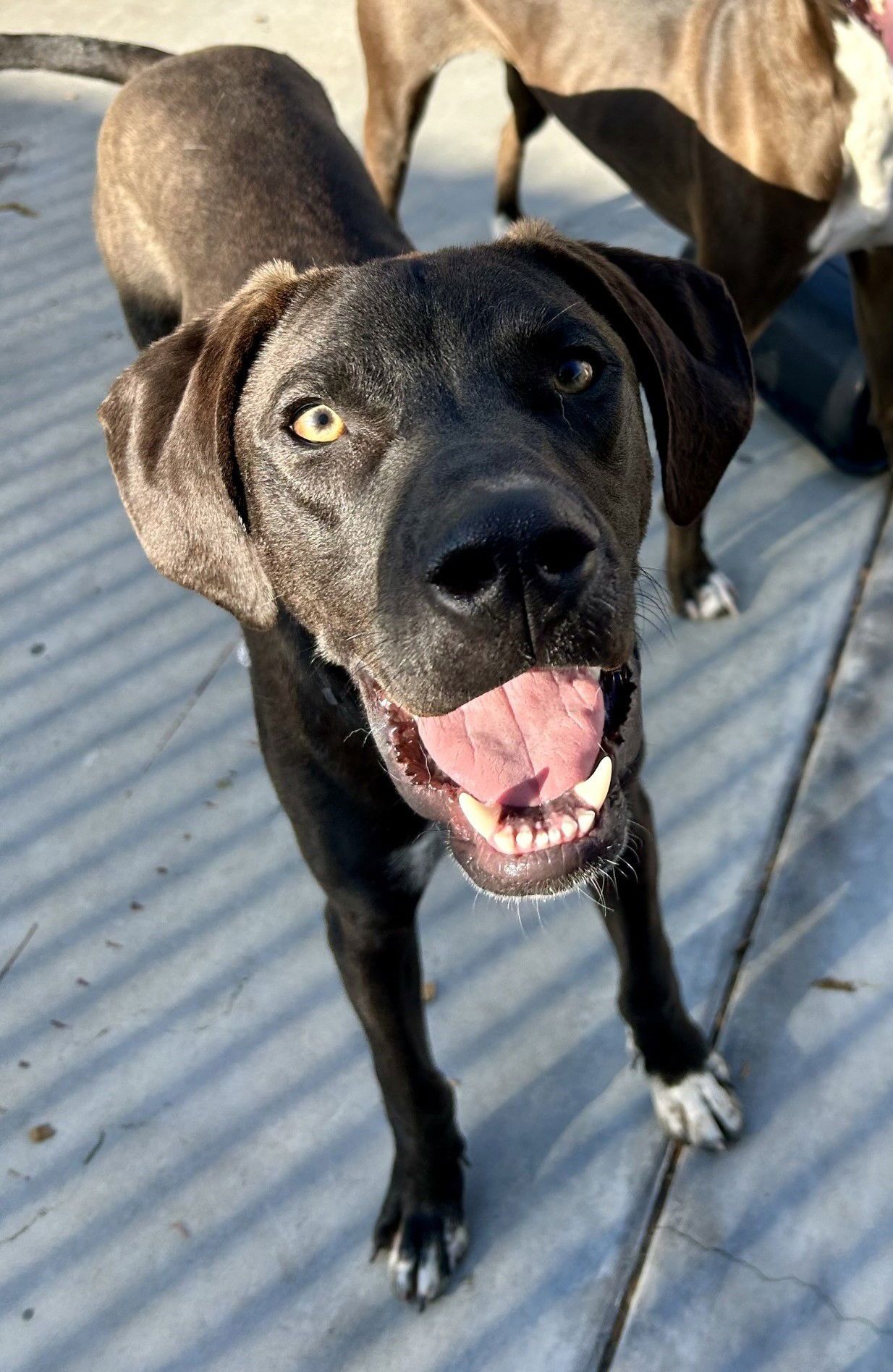 Looking for a Big, Goofy Best Friend? Ted the Great Dane Mix Is Ready ...