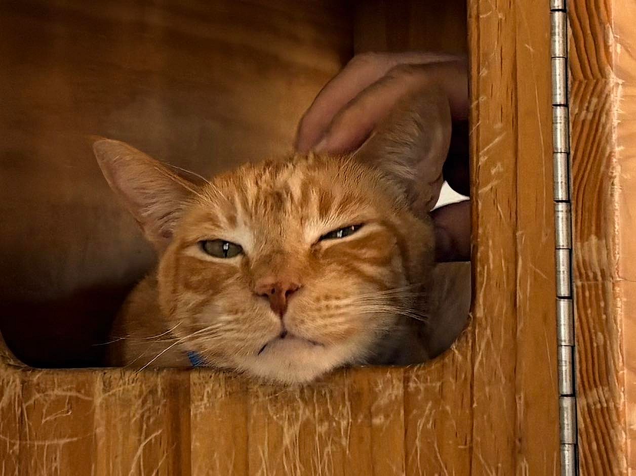Tony the Cat Was Found Sitting Alone in a Cat Tower—Now He Just Wants a ...