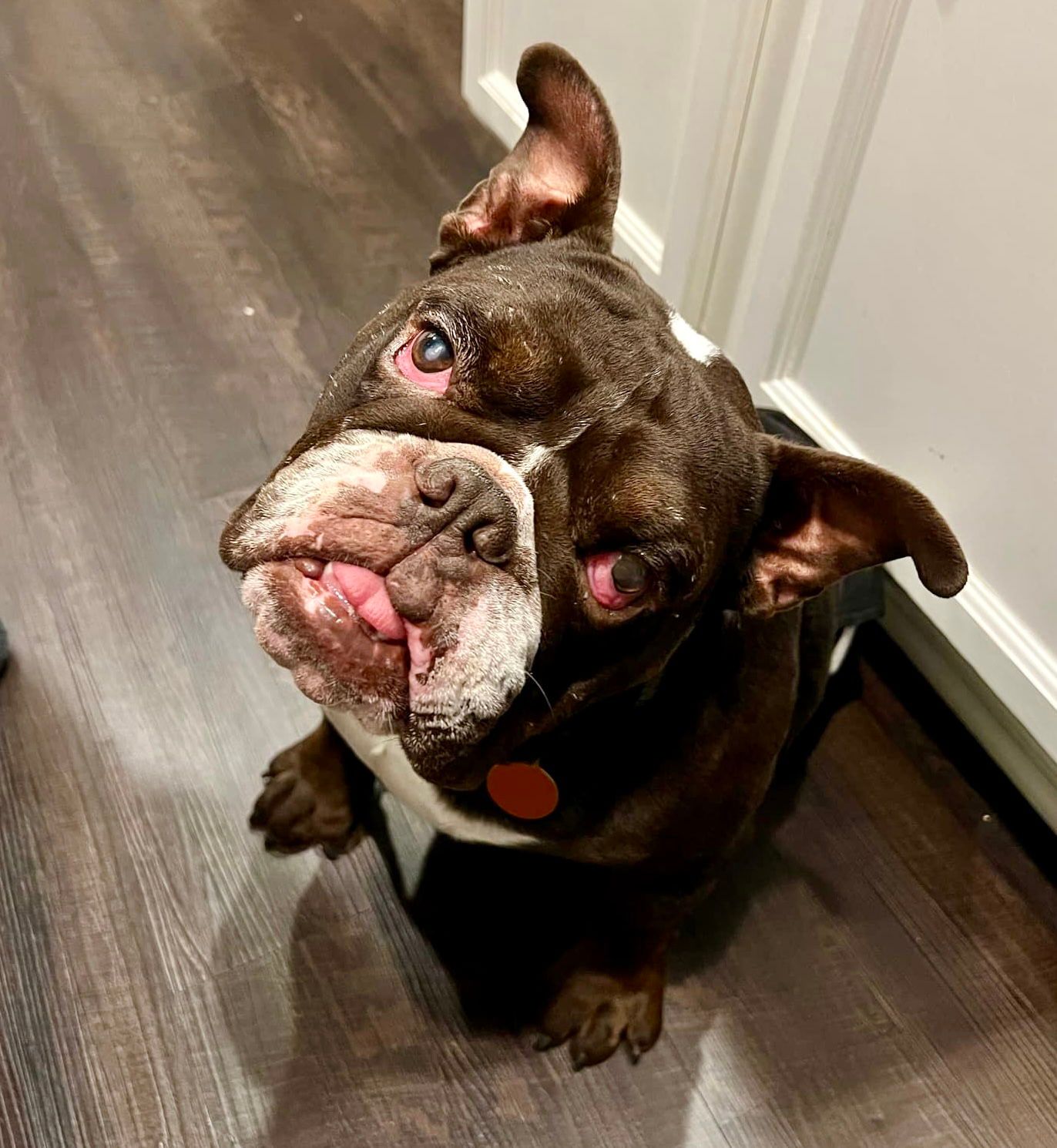 Meet Carbon: Your New Bulldog Buddy! - Rocky Kanaka