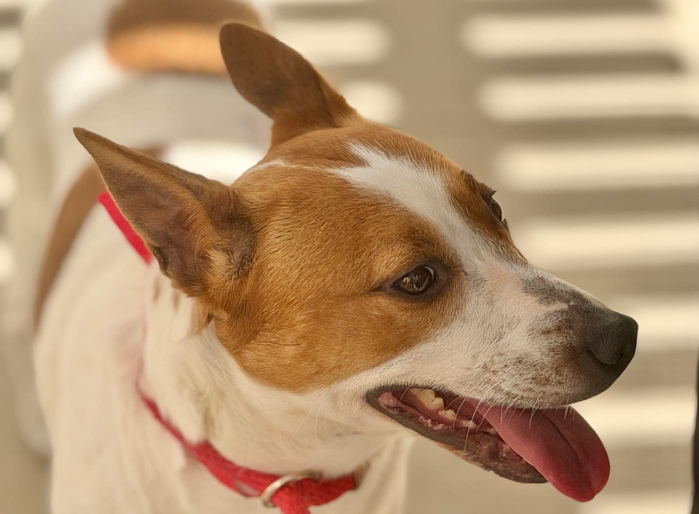 This Shy Australian Cattle Dog Is Learning to Trust—And Once She Does ...