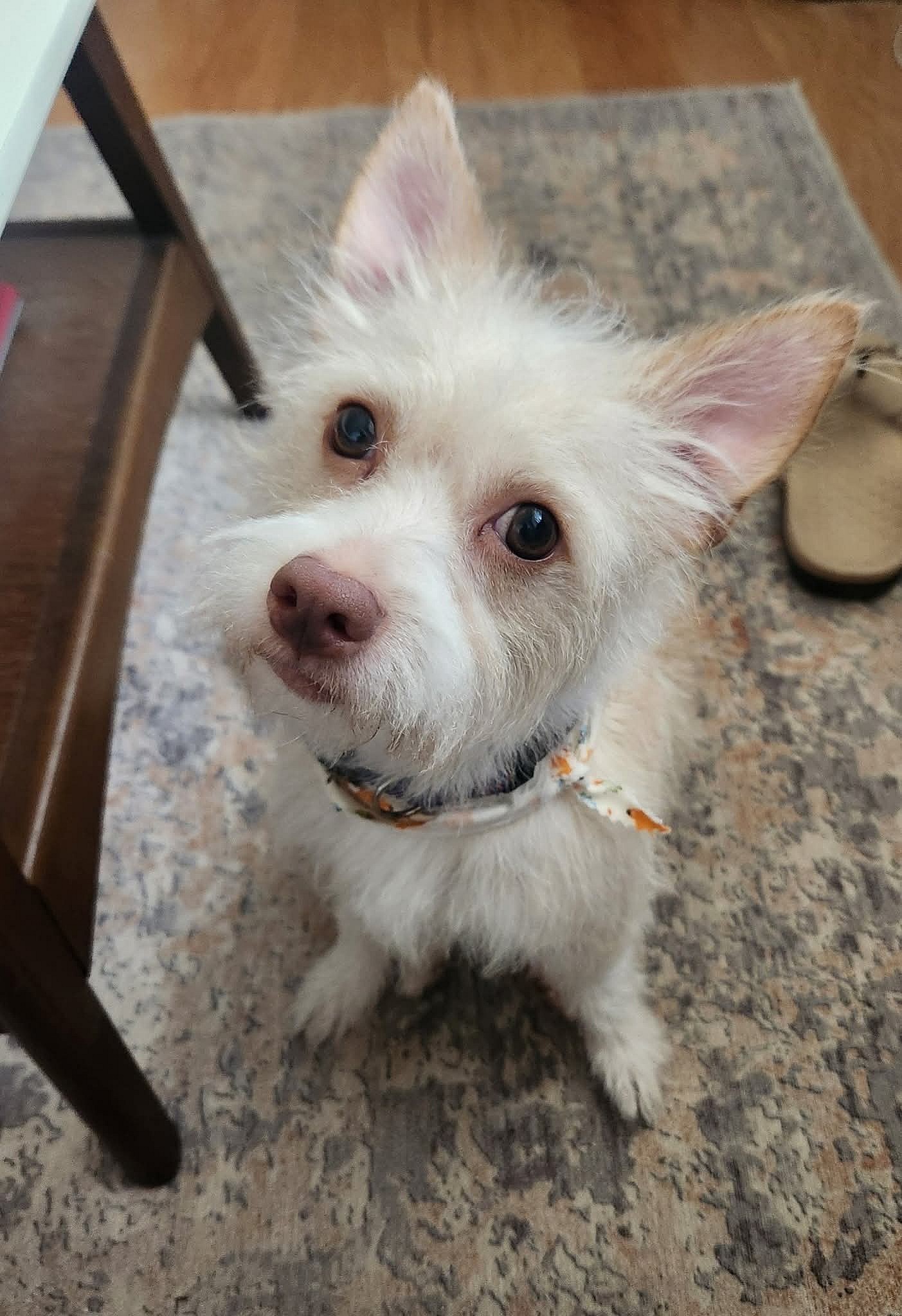 His Human Died—Now Scruffy Is Looking for Someone New to Love Him ...