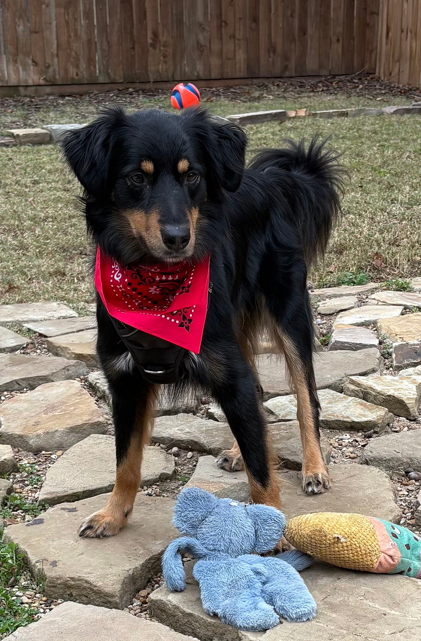 Jack Frost—An Australian Shepherd Mix is an Athletic, Smart, and ...