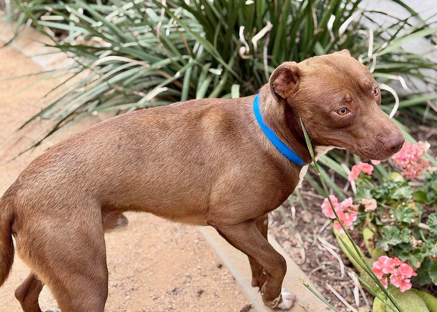 Twix the Pit Bull/Lab Mix Was Named After a Candy—But It’s His Gentle ...