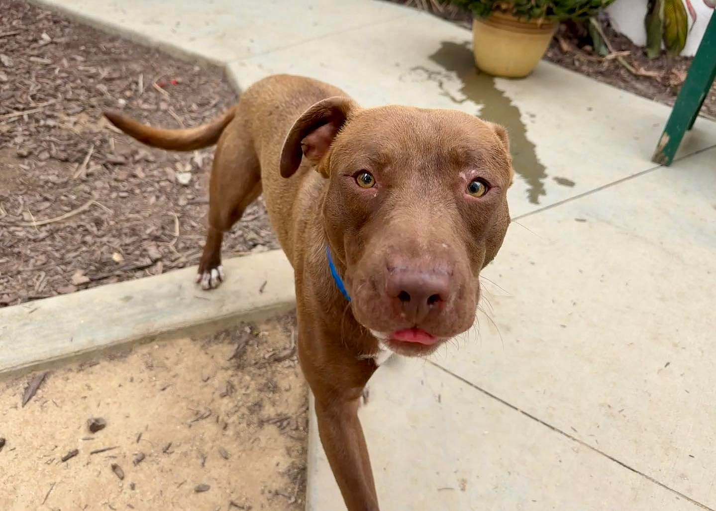 Twix the Pit Bull/Lab Mix Was Named After a Candy—But It’s His Gentle ...