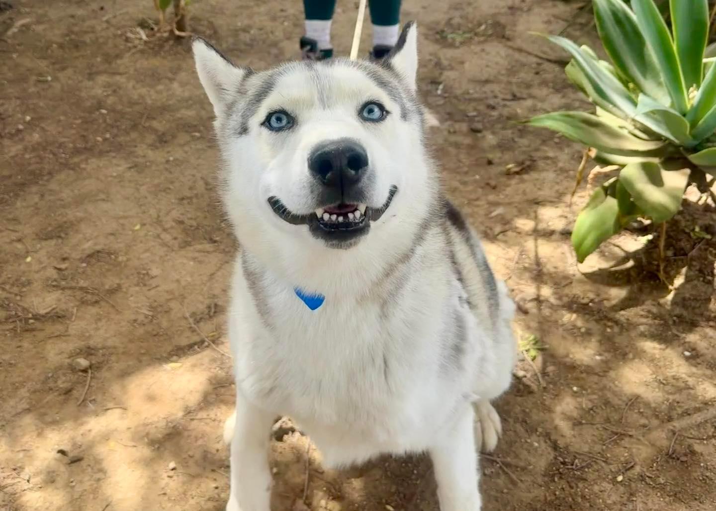 Returned Again, But Still All Sunshine—This Happy Husky Just Wants a ...