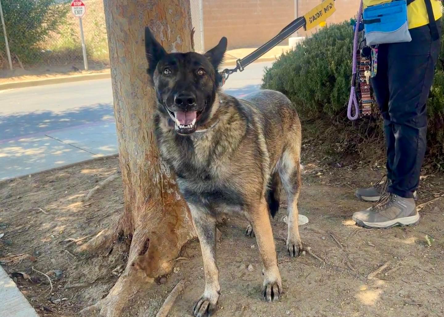A Belgian Malinois Who Was Frozen in Fear Is Finally Learning to Walk ...