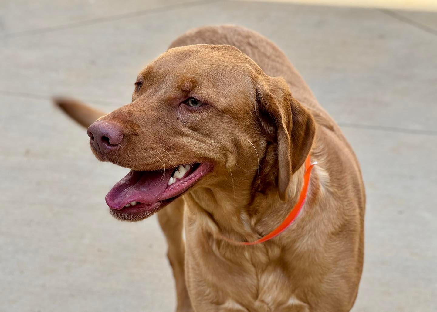 Found With a Microchip but No Family in Sight—This Labrador Mix Is Ready for a Second Chance ...