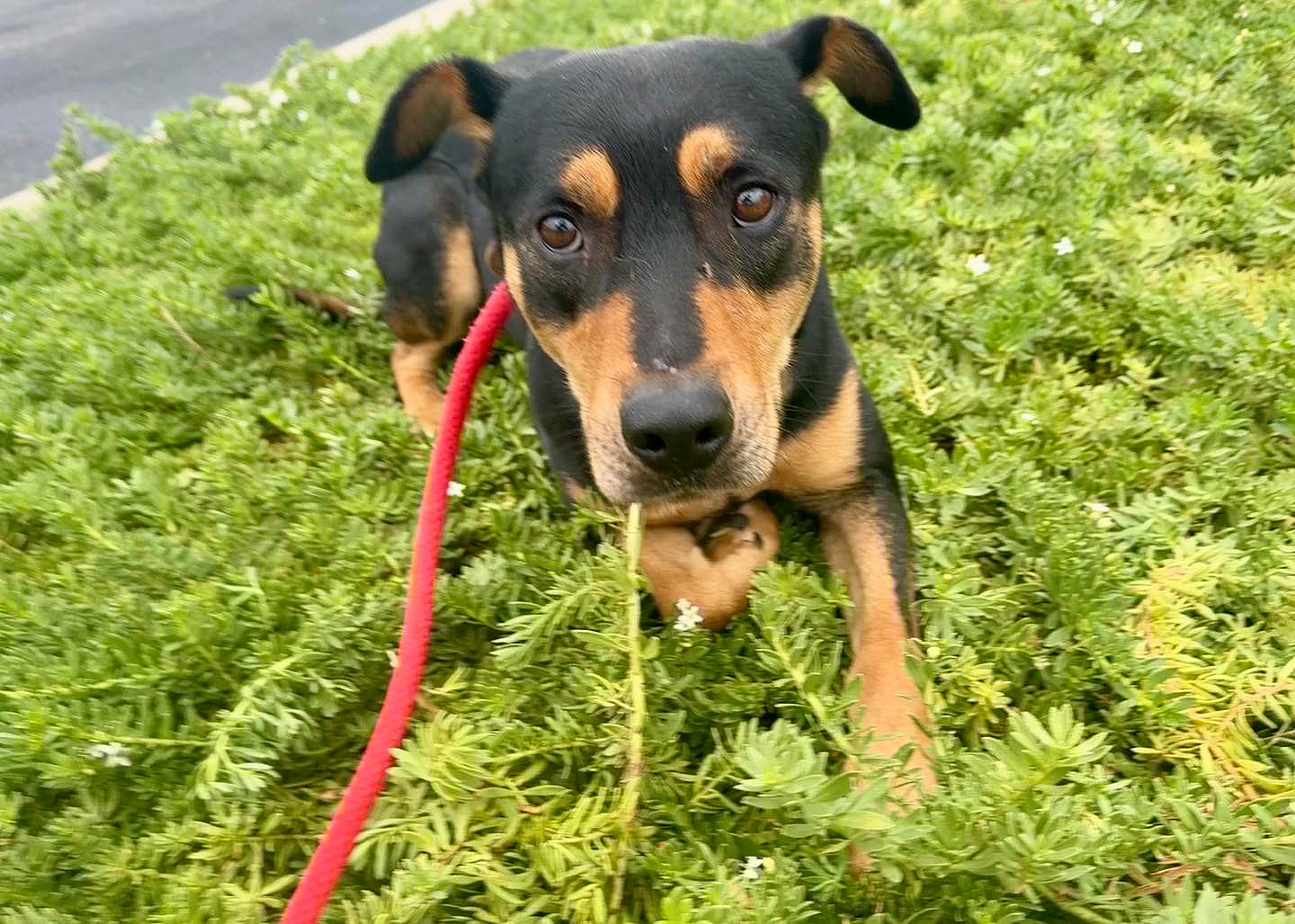 Blaze, The Shy Shepherd Mix Who’s Ready to Shine With the Right Family - Rocky Kanaka