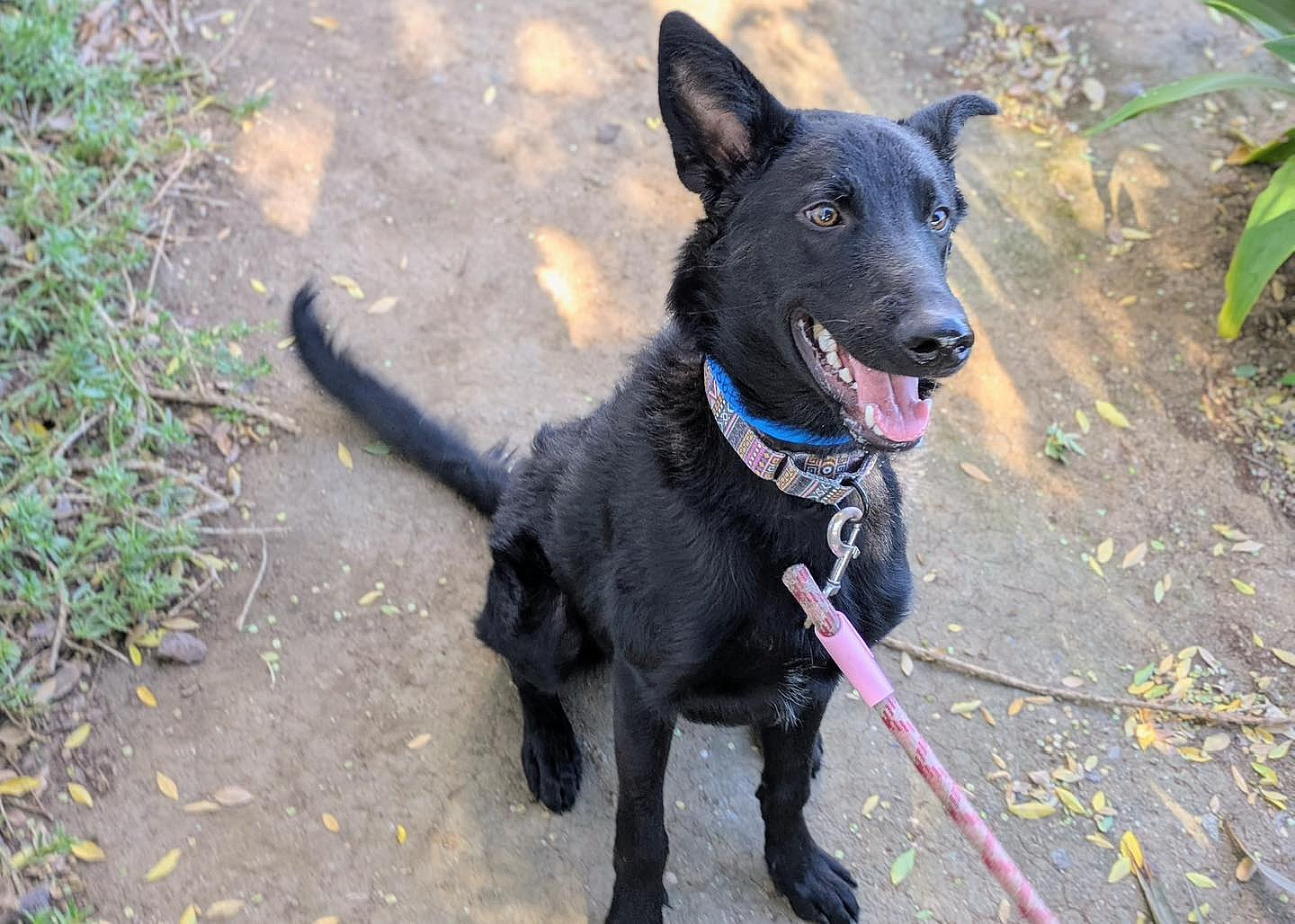 Chester the Shepherd/Lab Mix — Found as a Stray and Ready to Find His ...