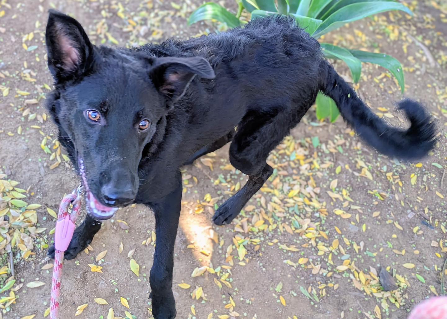 Chester the Shepherd/Lab Mix — Found as a Stray and Ready to Find His ...
