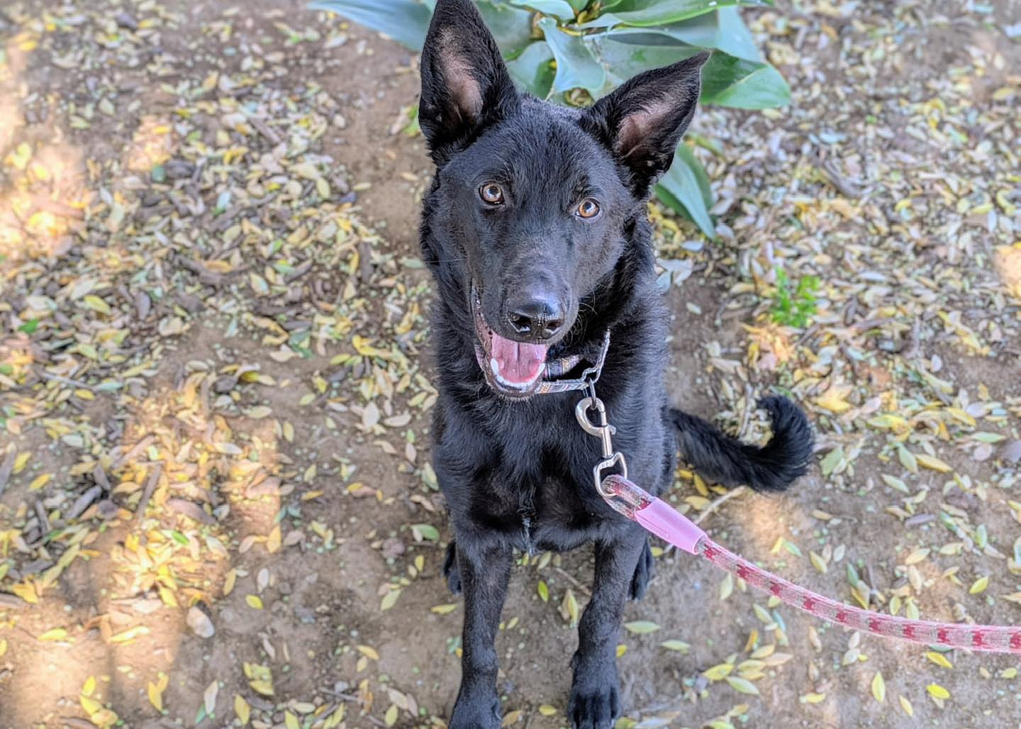 Chester the Shepherd/Lab Mix — Found as a Stray and Ready to Find His ...
