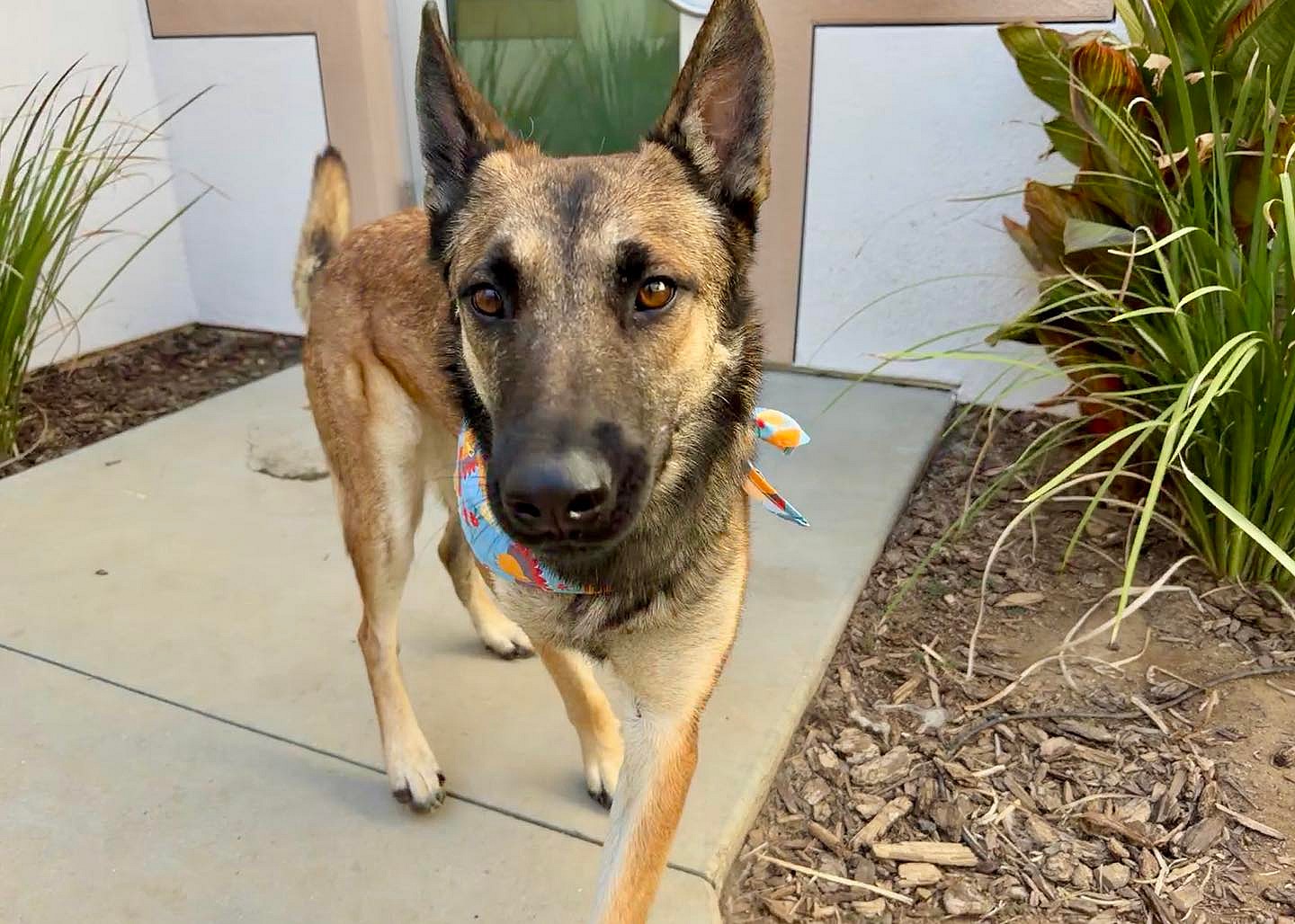 Franny, Belgian Malinois Found Scared and Alone—Come Meet Her Today ...