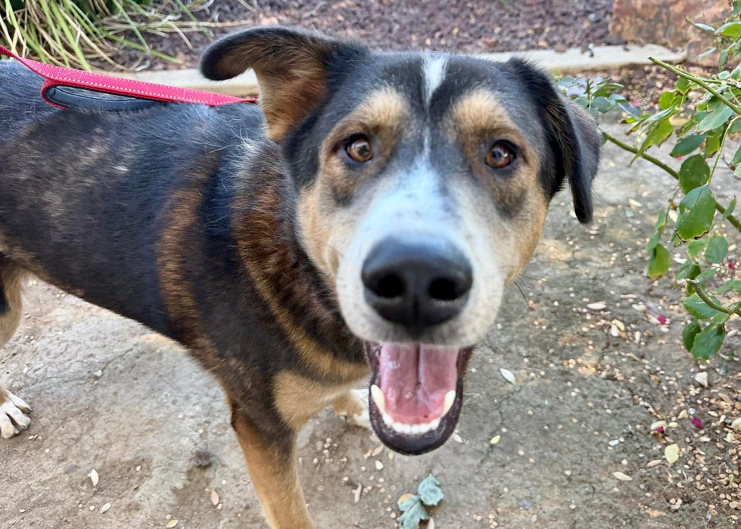 Hunter the Happy Husky Mix—Ready to Bring Joy to His Forever Family ...