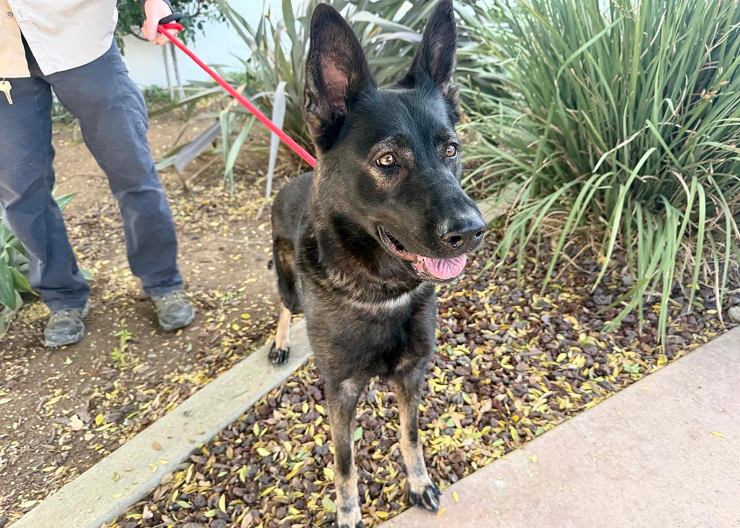 Lucy — German Shepherd Mix Turned in by Her Owner, Ready for Her ...