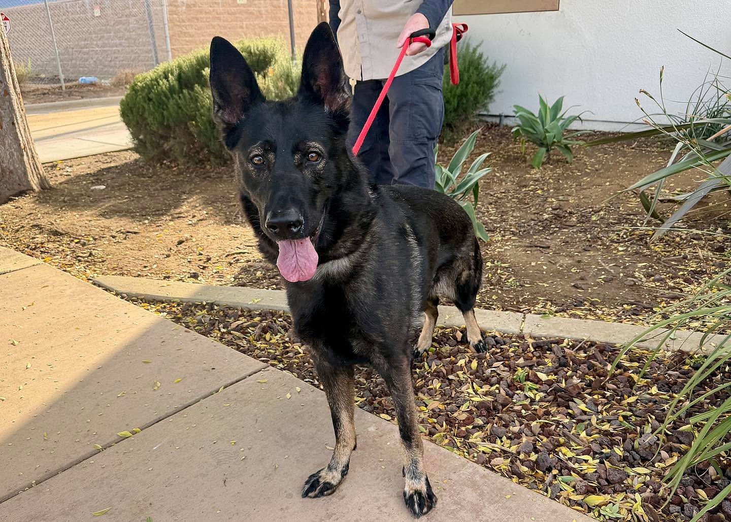 Lucy — German Shepherd Mix Turned in by Her Owner, Ready for Her ...