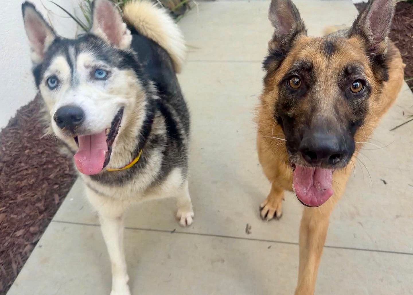 This Sweet Husky Missed Her Family—Could You Be Blueberry Muffin’s ...