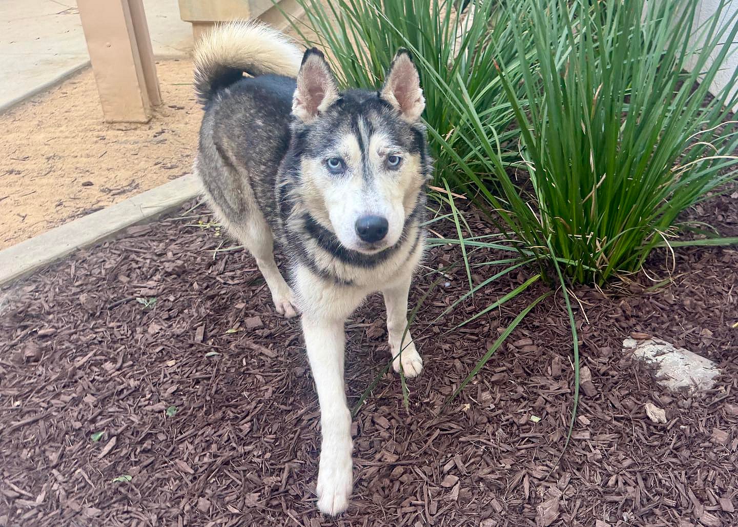 This Sweet Husky Missed Her Family—Could You Be Blueberry Muffin’s ...