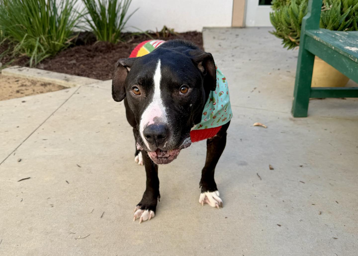 Carl the Senior Pit Bull — Stray Who’s Ready for His Forever Home ...