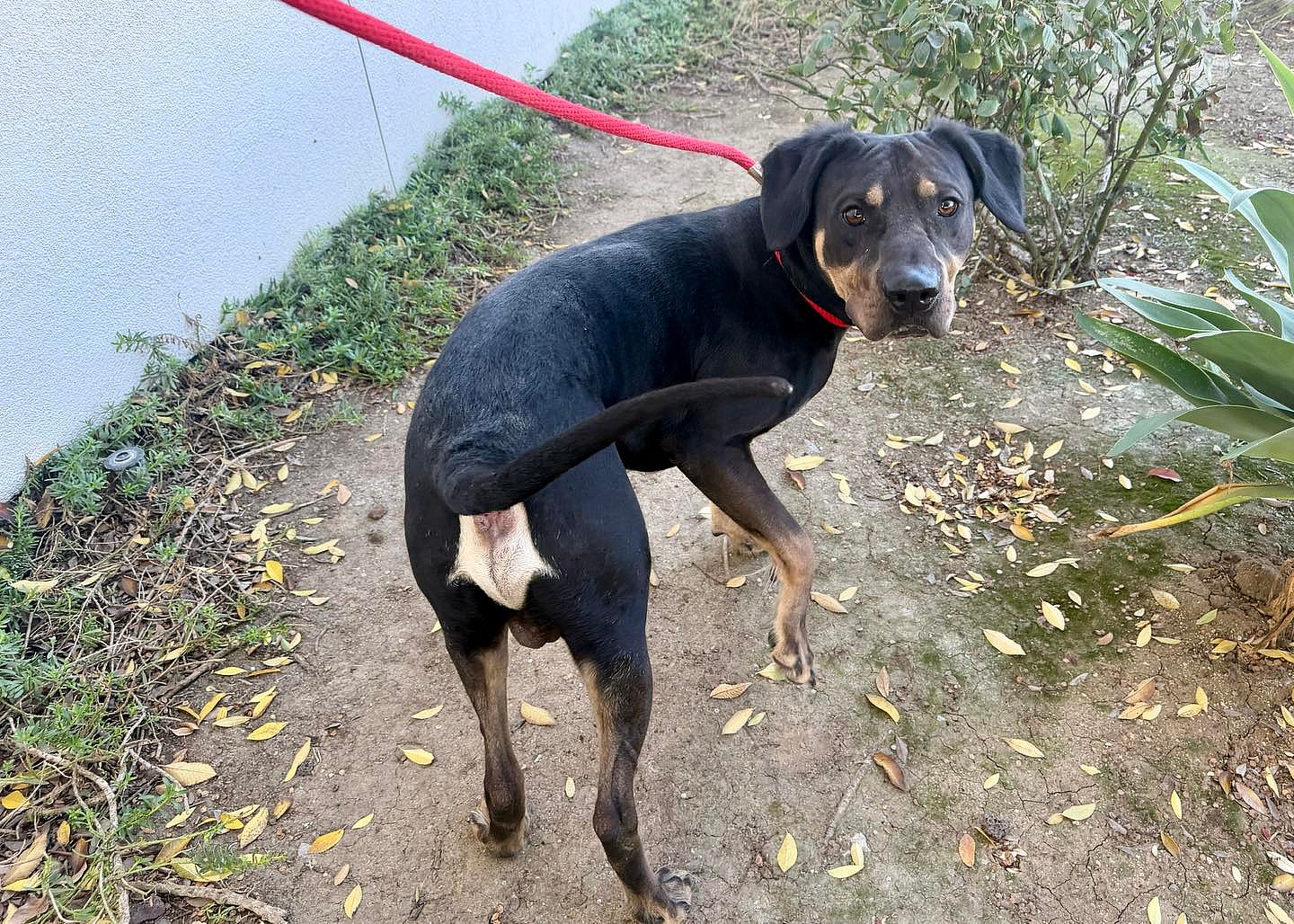 Max, A Friendly Rottweiler Mix Ready for His Forever Home - Rocky Kanaka
