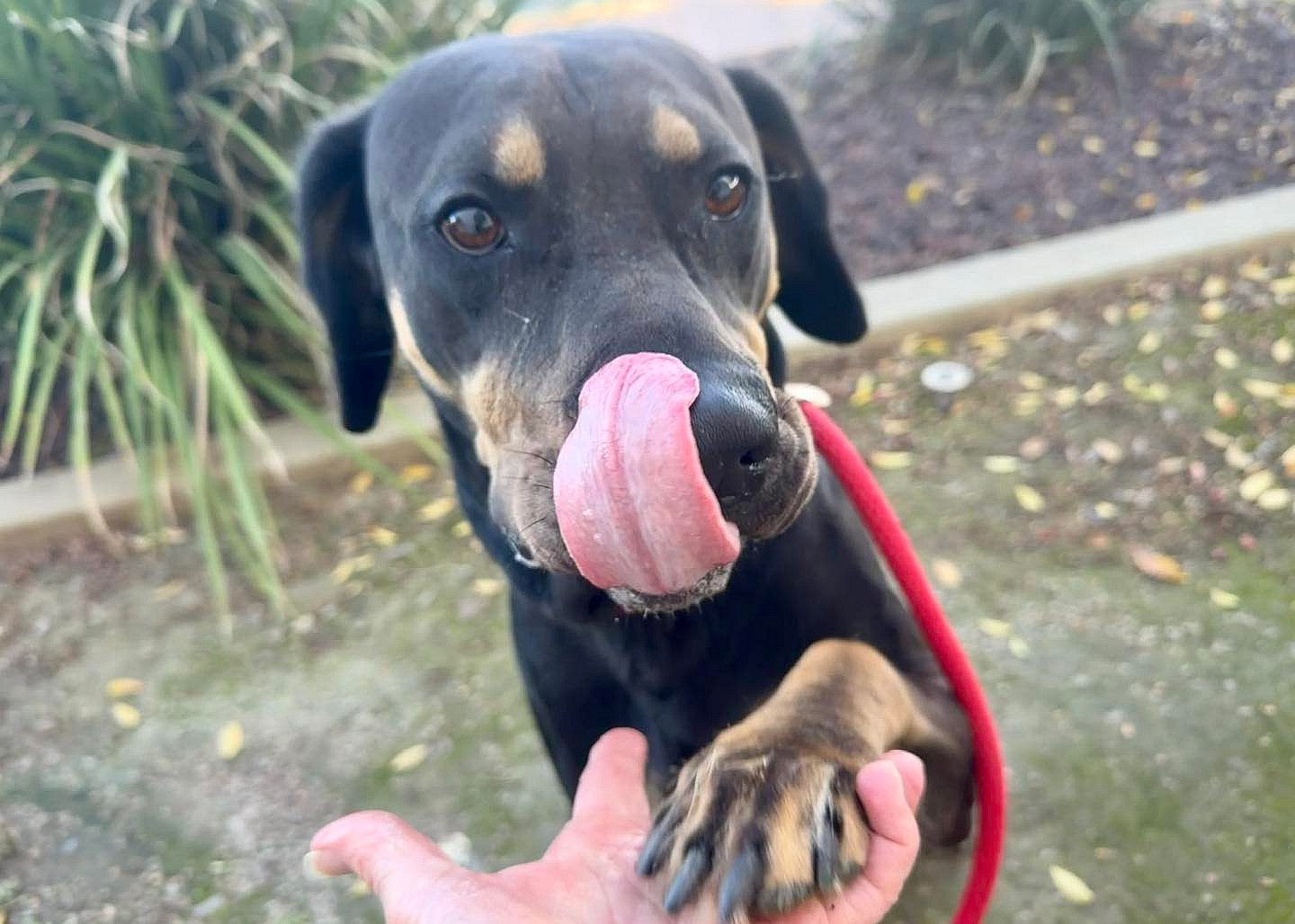 Max, A Friendly Rottweiler Mix Ready for His Forever Home - Rocky Kanaka