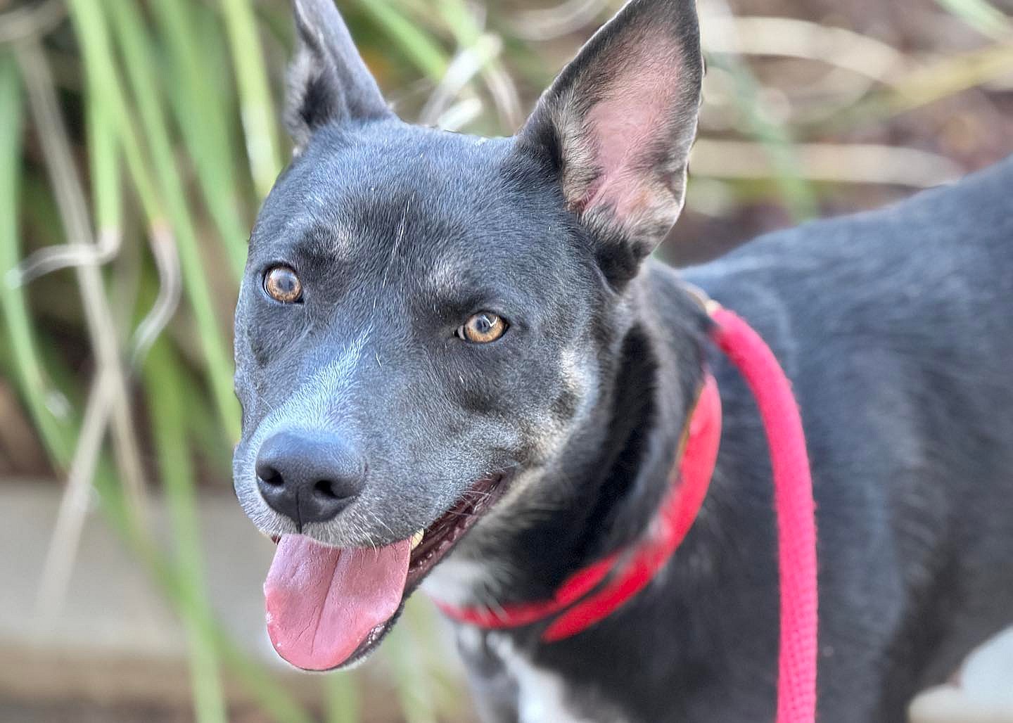 Riley Cattle Dog/Husky Mix Found as a Stray — Come Meet This Sweet Girl ...