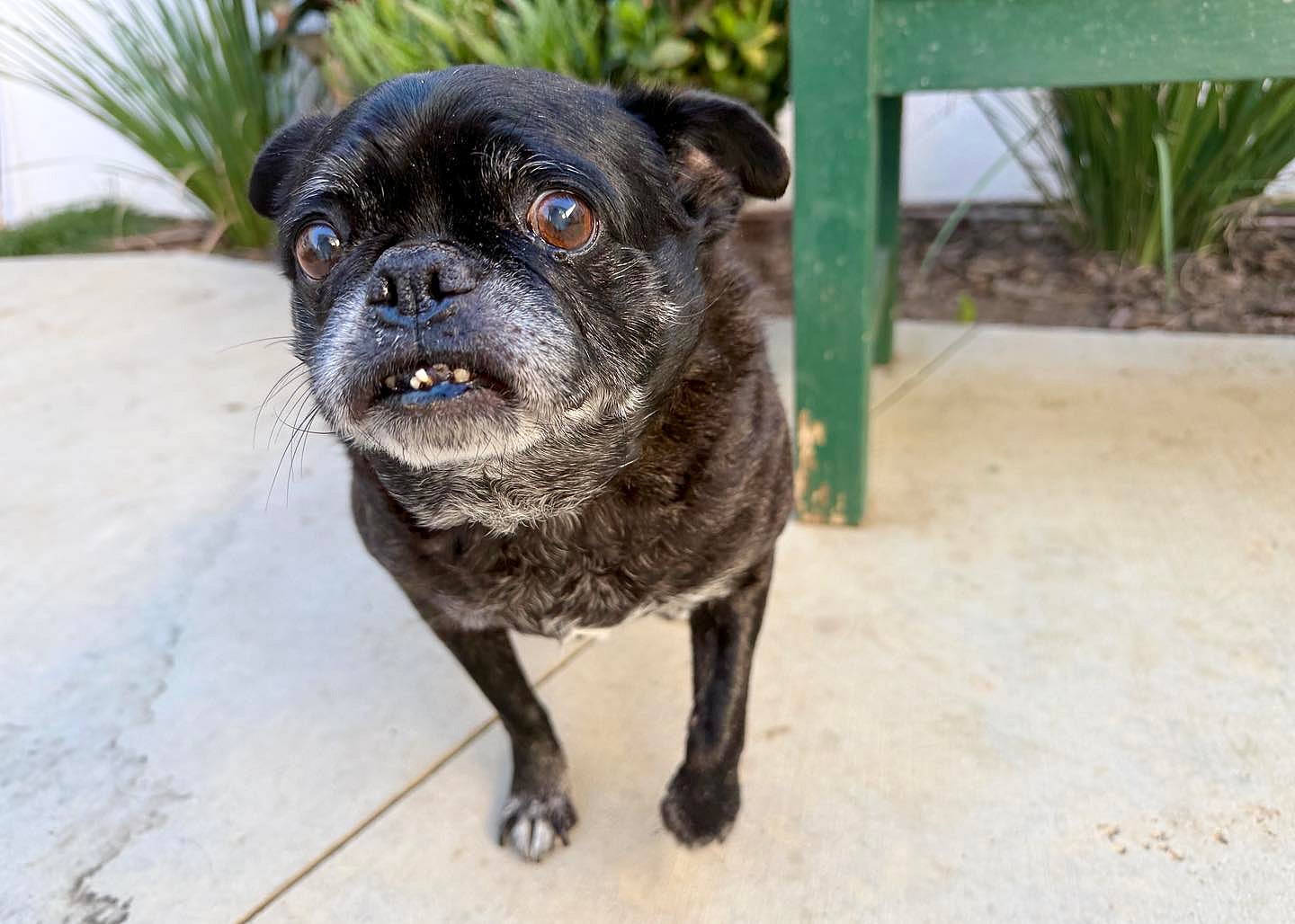 Sofia the Sweet Pug Found as a Stray — Come Meet This Senior Cuddle Bug ...