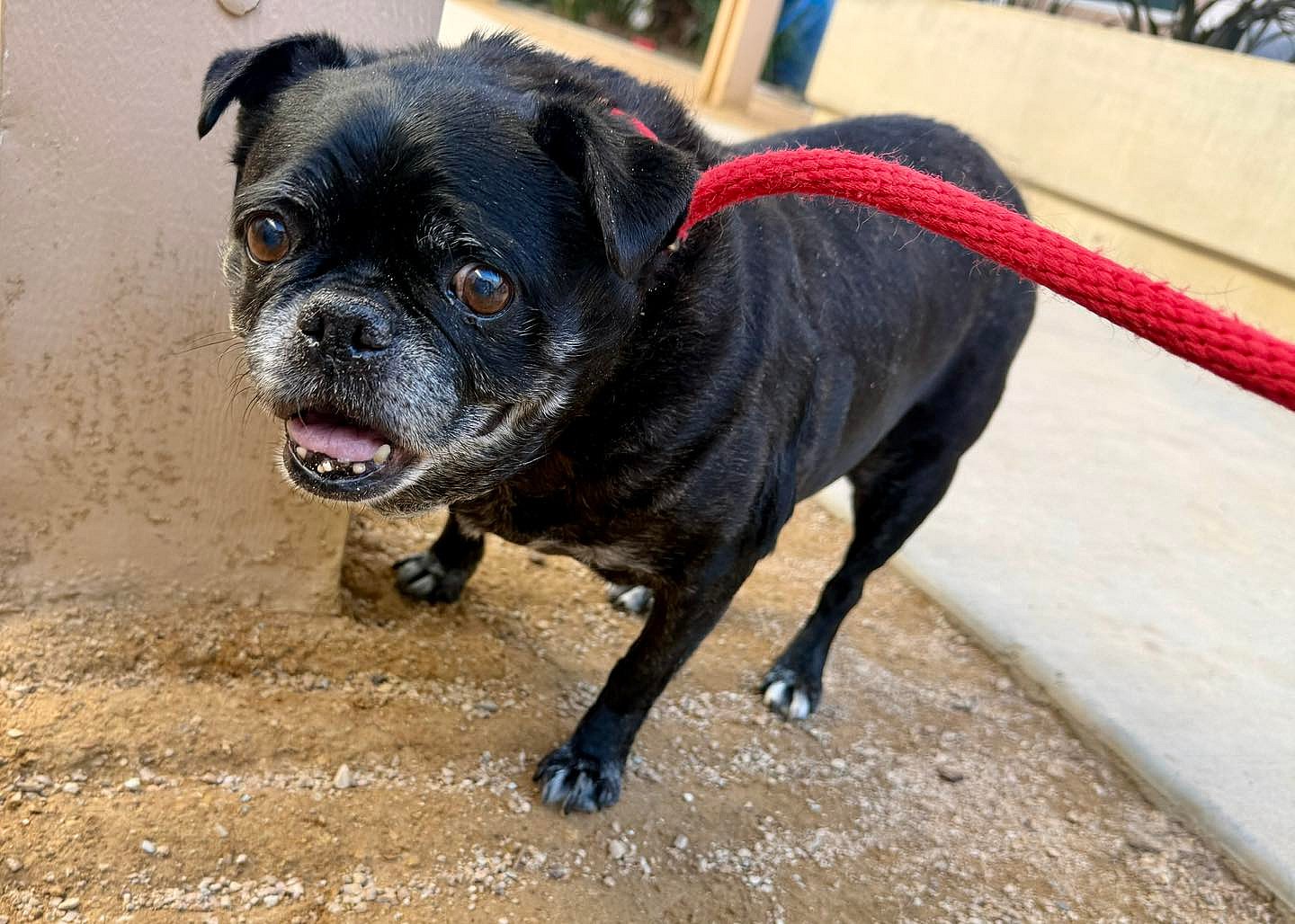 Sofia the Sweet Pug Found as a Stray — Come Meet This Senior Cuddle Bug ...