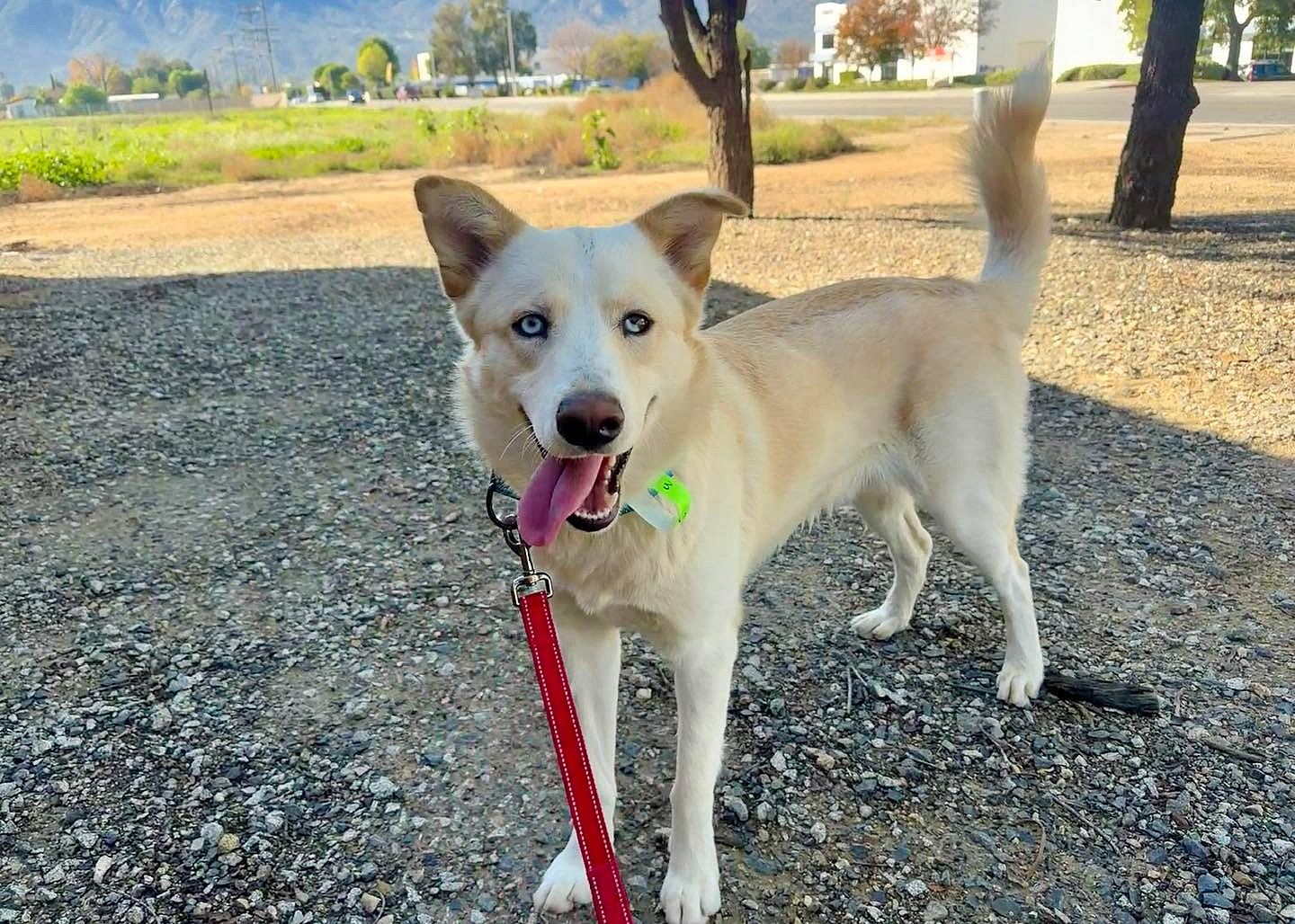 Suki, A Handsome Husky Mix Ready to Bring Love and Adventure to Your ...