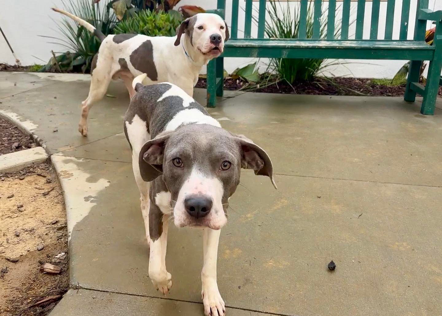 Atlas the Pit Bull Puppy Is Ready to Steal Your Heart—Could You Be His ...