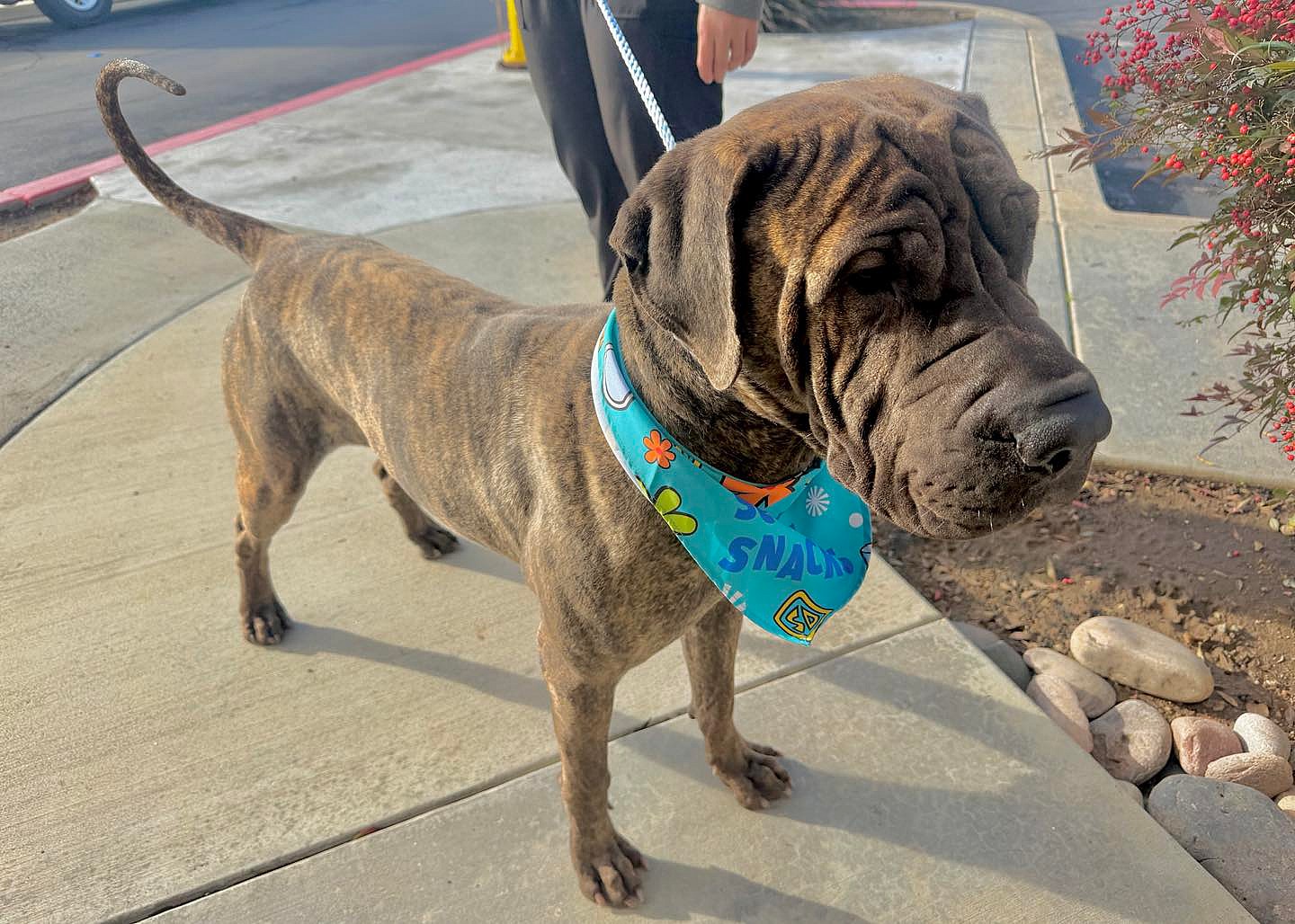 Rockstar Axl Cane Corso/Shar-Pei Stray Ready to Shine in His Forever ...