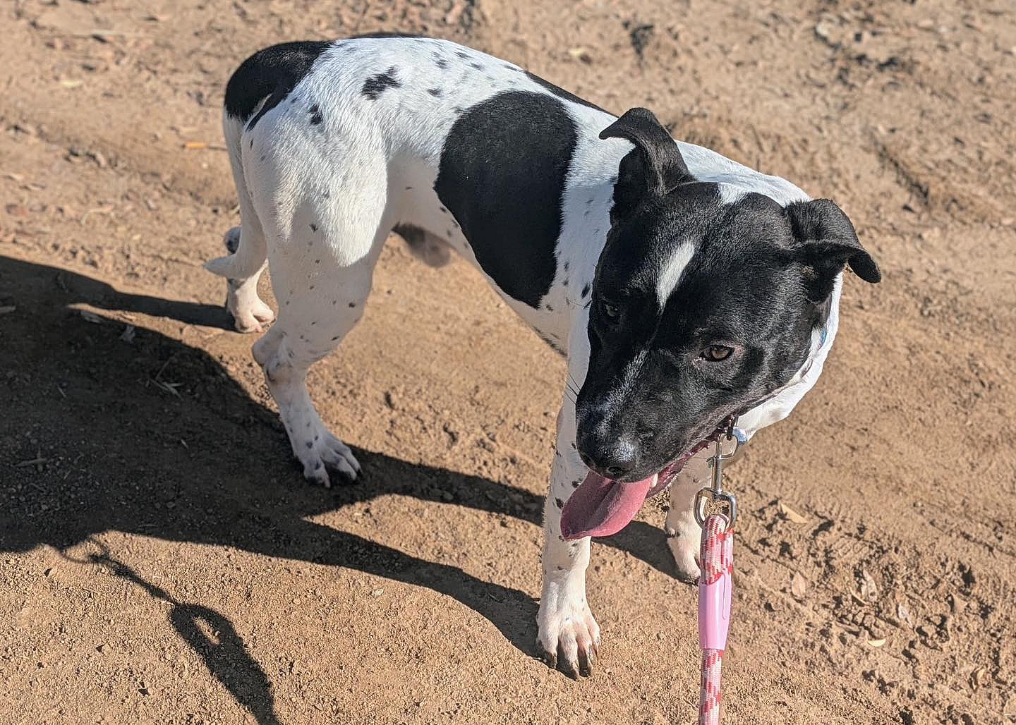 Bullseye the Lab/Pit Bull Mix Is a Playful Sweetheart Ready for His ...