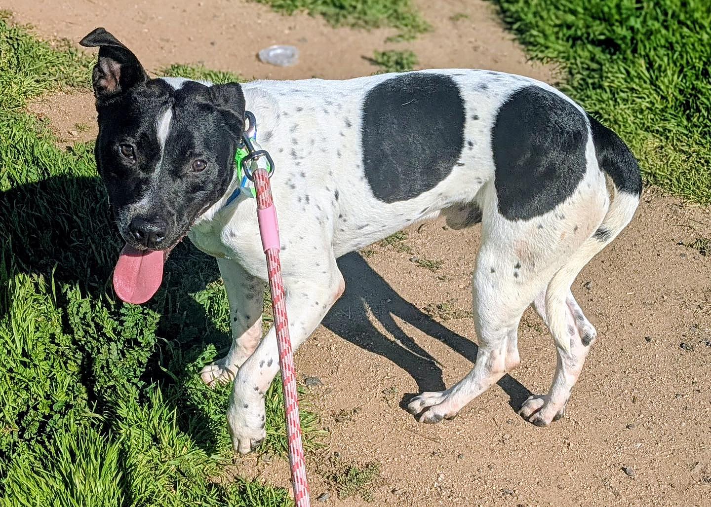 Bullseye the Lab/Pit Bull Mix Is a Playful Sweetheart Ready for His ...