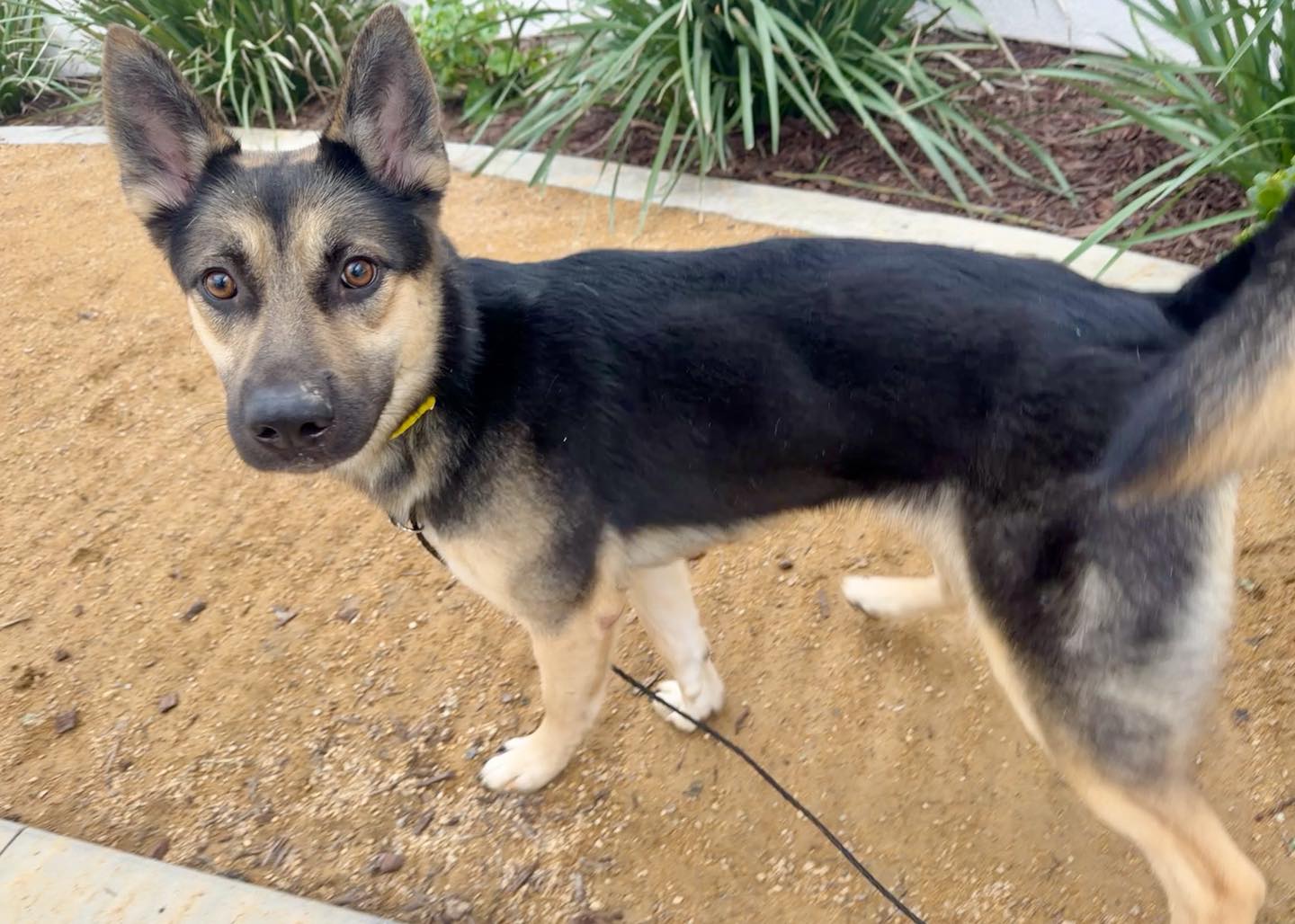 Cha Cha, Playful Young Shepherd Ready to Dance Into Your Heart—Will You ...