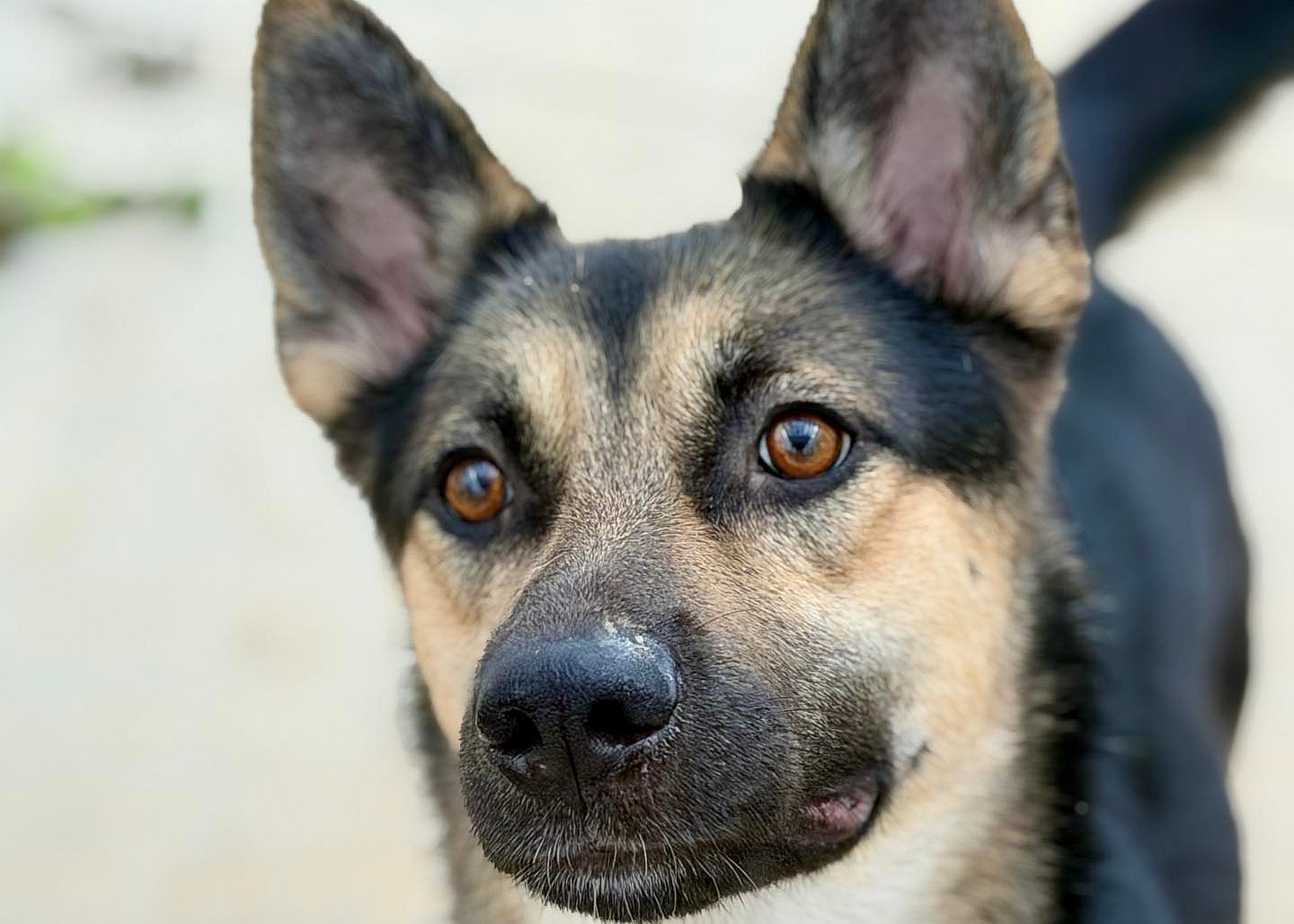 Cha Cha, Playful Young Shepherd Ready to Dance Into Your Heart—Will You ...
