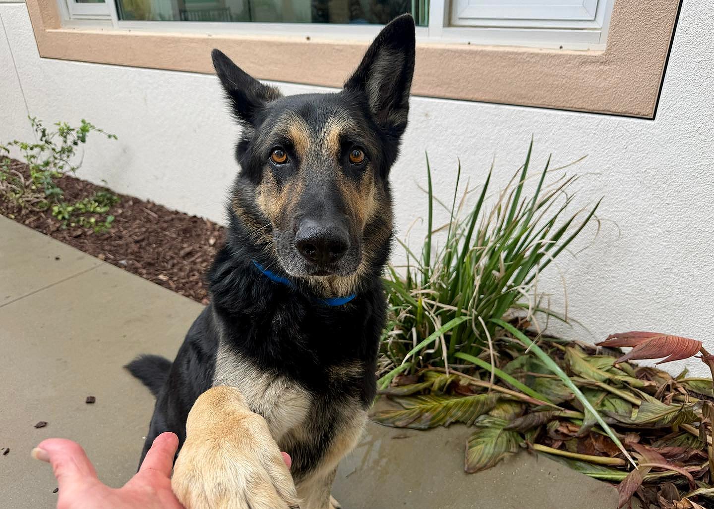 Chocolate Frosty the German Shepherd Came in as a Stray—Could You Be ...