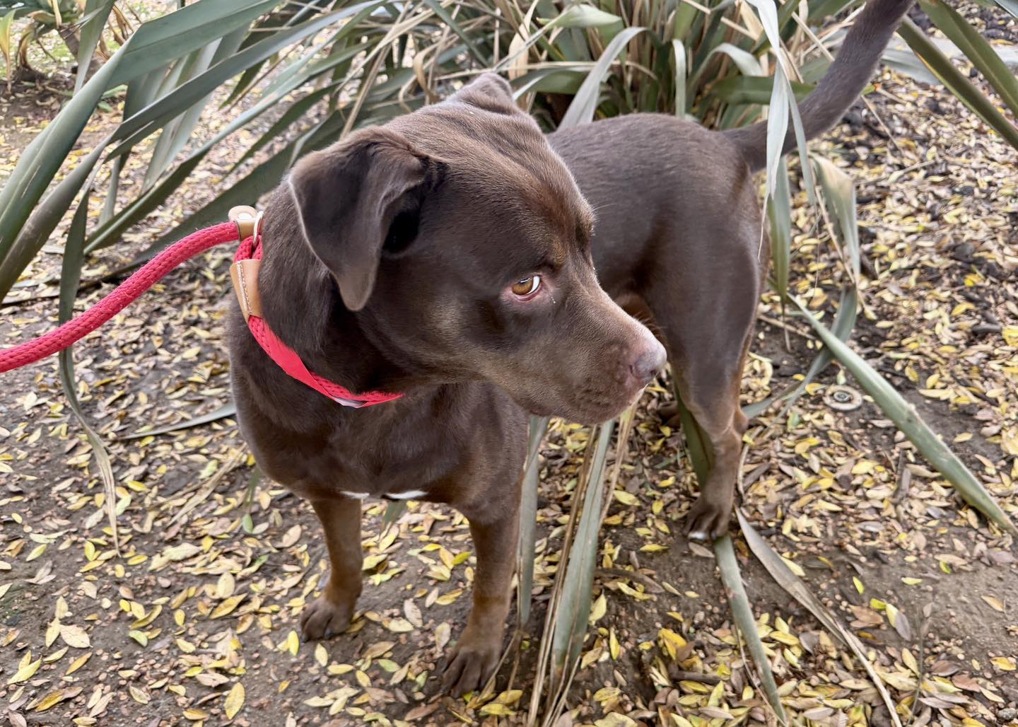 Coco the Labrador Mix Is Back and Ready to Be Your Teddy Bear - Rocky ...