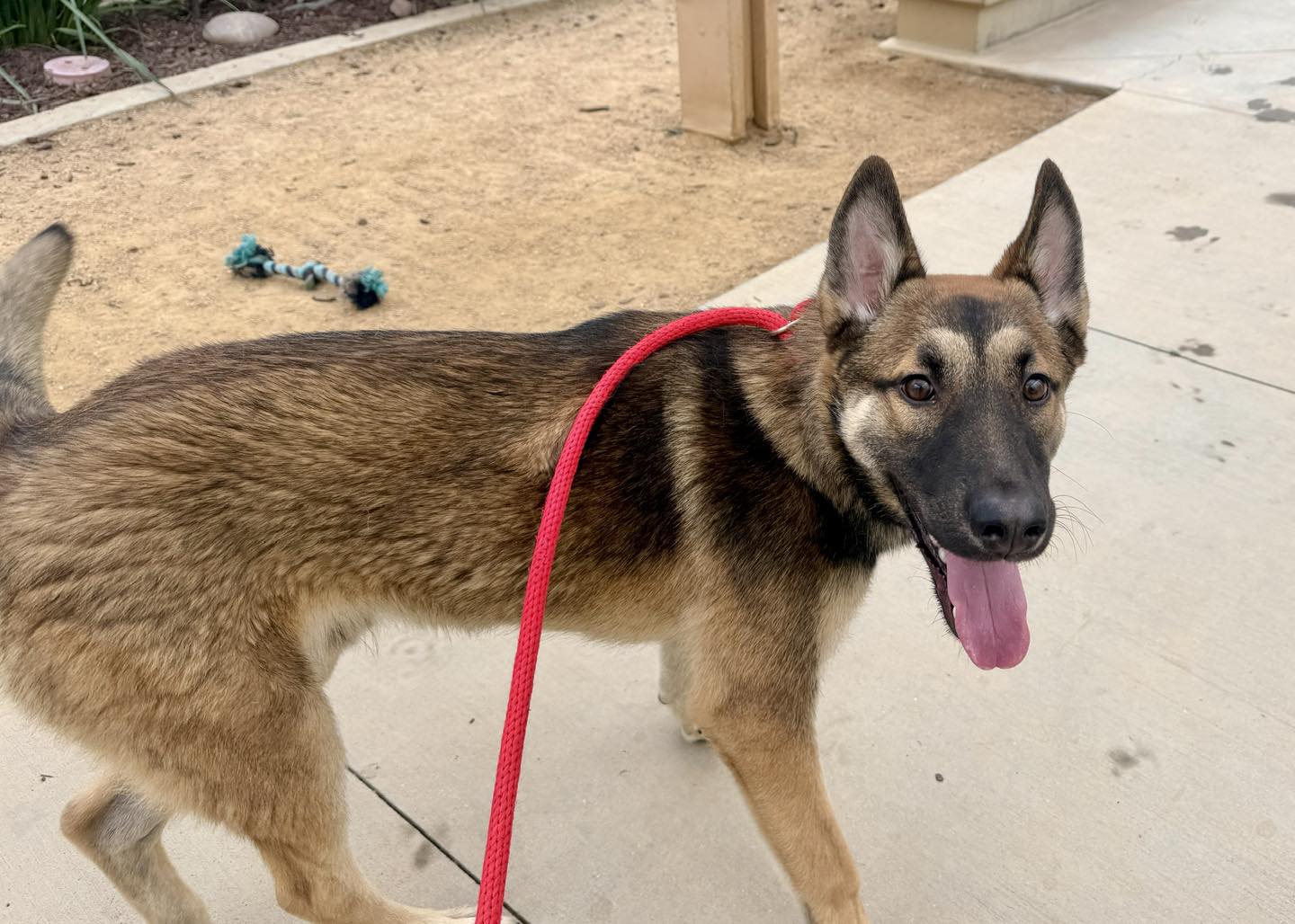 Flash the Shepherd Mix Is All Puppy—and Ready for His Forever Family ...
