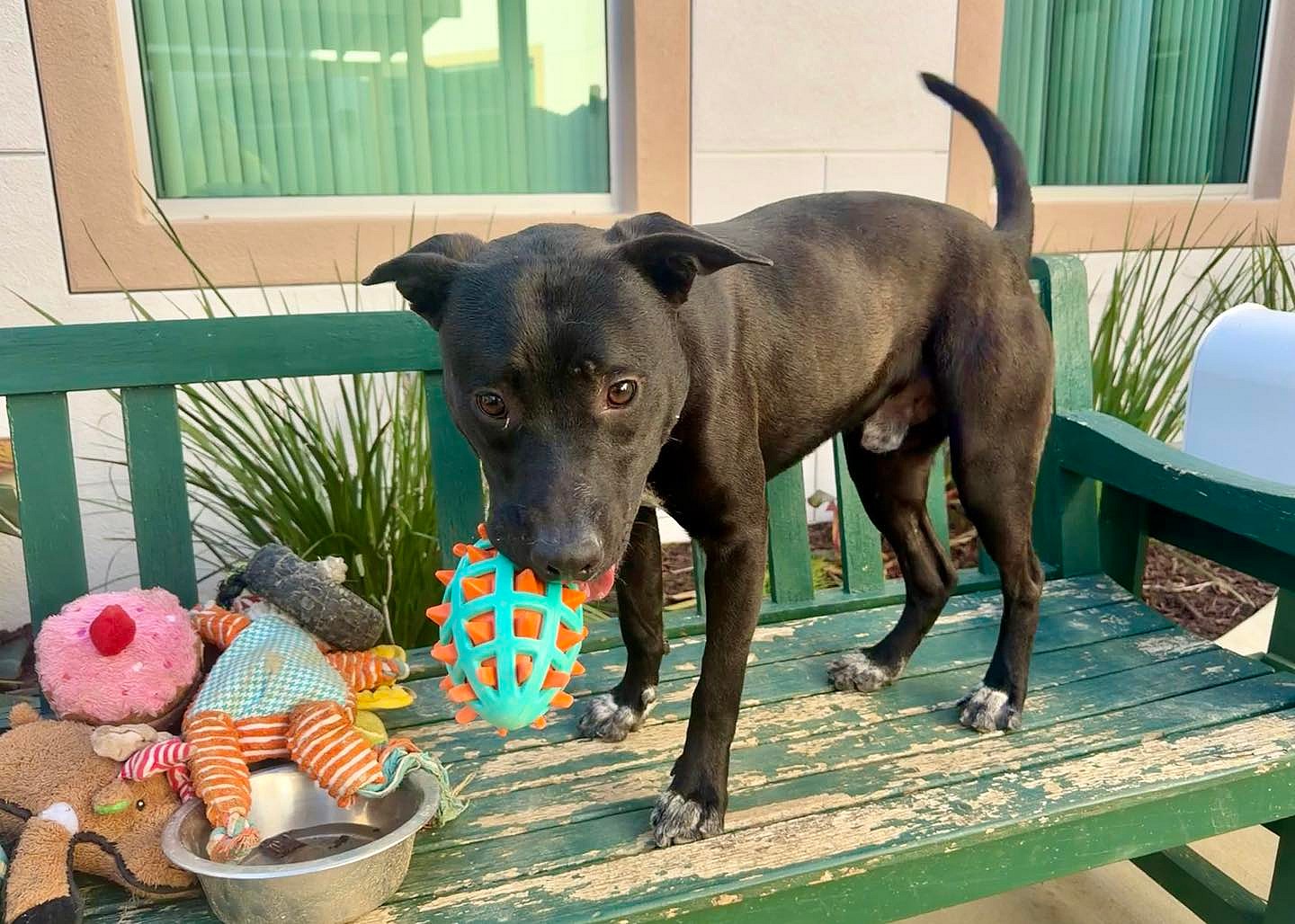 This Energetic Pit Bul Mix Is Ready to Bring Fun and Cuddles to Your ...